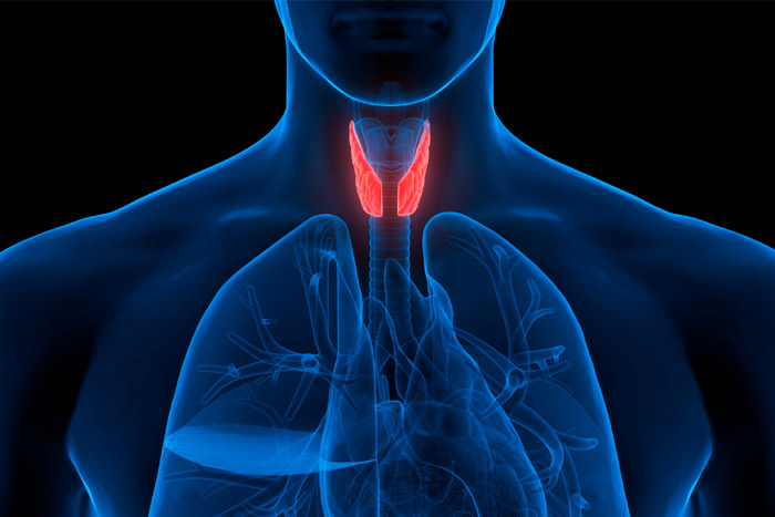 ¿Qué es la tiroides? Y qué alimentos debes comer | Blog eColón