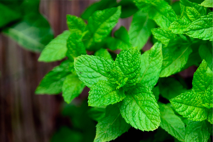 Menta: Propiedades y beneficios | Blog eColón