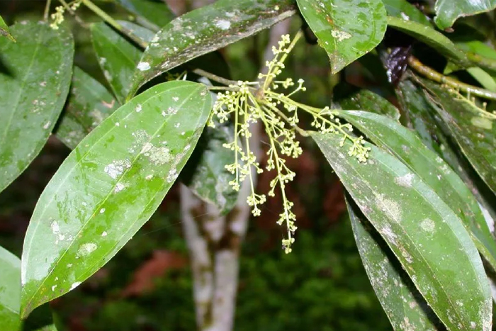 Abuta: ¿Qué es y para qué se usa? | Blog eColón